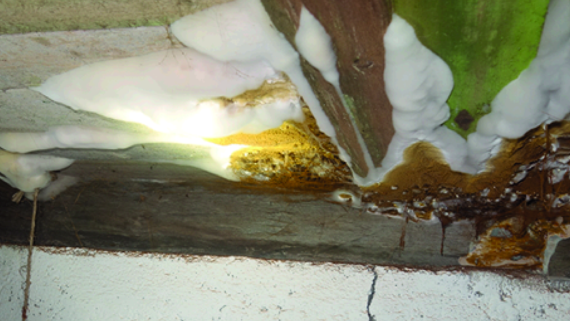 Climate change and the hidden threat to our buildings: Dry-rot fungus ...